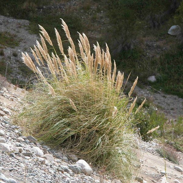 Pampas Grass (Cortaderia Araucana) Plant Care & How to Grow, Water