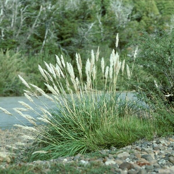 Whitegrass (Cortaderia Pilosa) Plant Care & How to Grow, Water