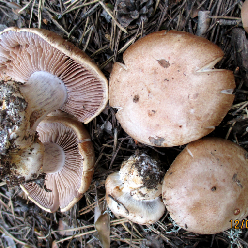 Greenfoot Webcap (Cortinarius Glaucopus) Plant Care & How to Grow, Water