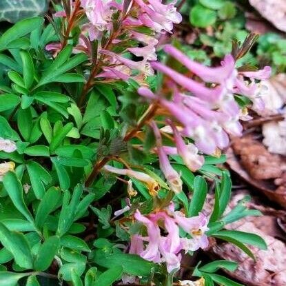 Corydalis Alpestris Plant Care & How to Grow, Water