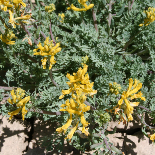 Scrambled Eggs (Corydalis Aurea) Plant Care & How to Grow, Water