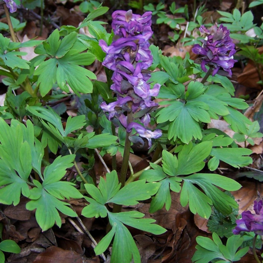 Hollowroot (Corydalis Cava) Plant Care & How to Grow, Water