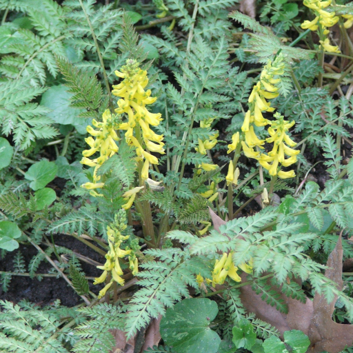 Fern-Leaf Corydalis (Corydalis Cheilanthifolia) Plant Care & How to ...