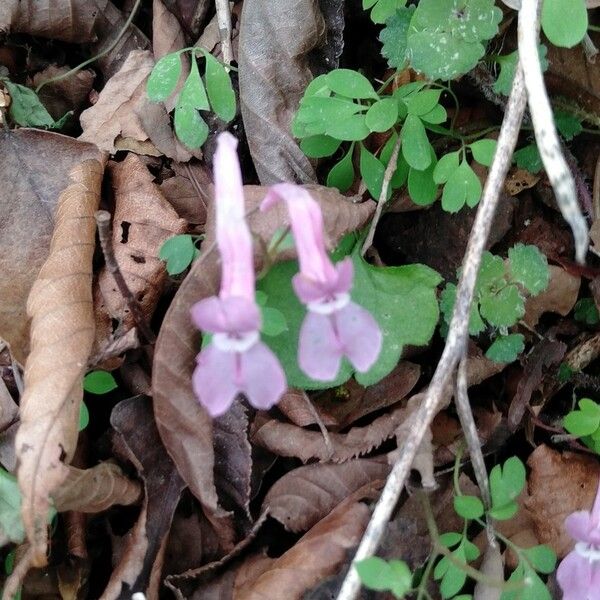 Decumbent Corydalis (Corydalis Decumbens) Plant Care & How to Grow, Water