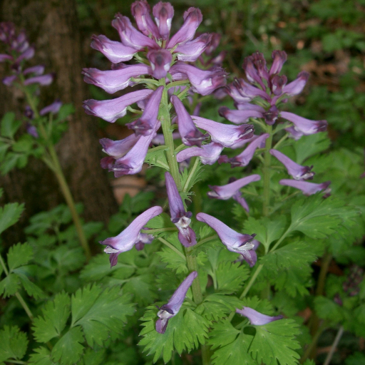 Incised Corydalis (Corydalis Incisa) Plant Care & How to Grow, Water