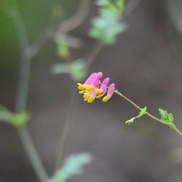 Rock Harlequin (Corydalis Sempervirens) Care Guide: Water, Soil ...