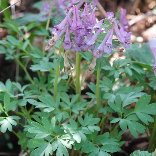 Bird In A Bush (Corydalis Solida) Plant Care & How to Grow, Water