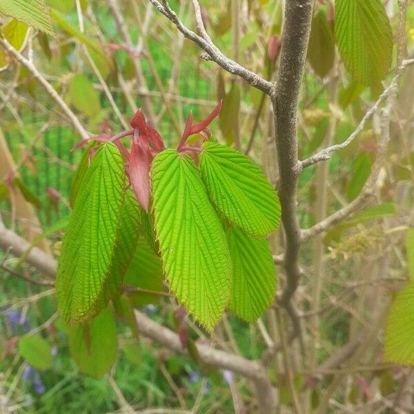 Corylopsis Multiflora Care Guide: Water, Soil & Propagation - Plantiary