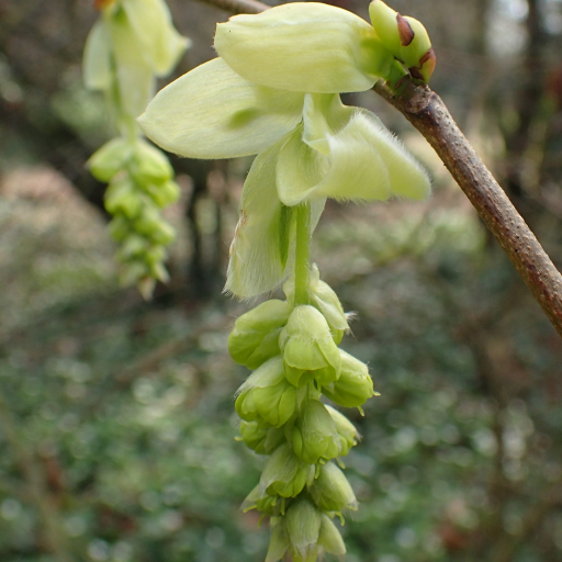 Winter Hazel (Corylopsis Sinensis) Plant Care & How to Grow, Water