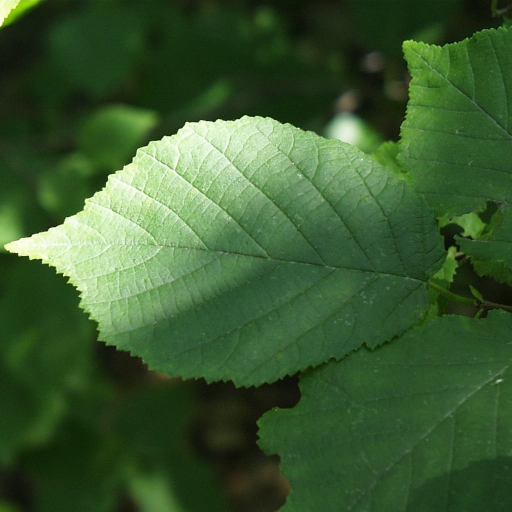 American Hazelnut (Corylus Americana) Plant Care & How to Grow, Water