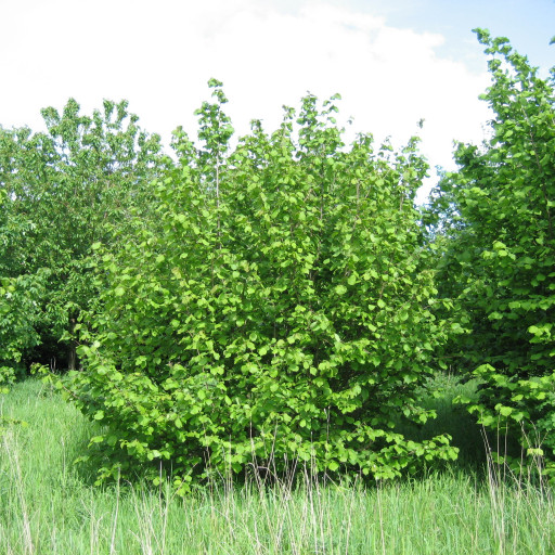 Common Hazel (Corylus Avellana) Plant Care & How to Grow, Water
