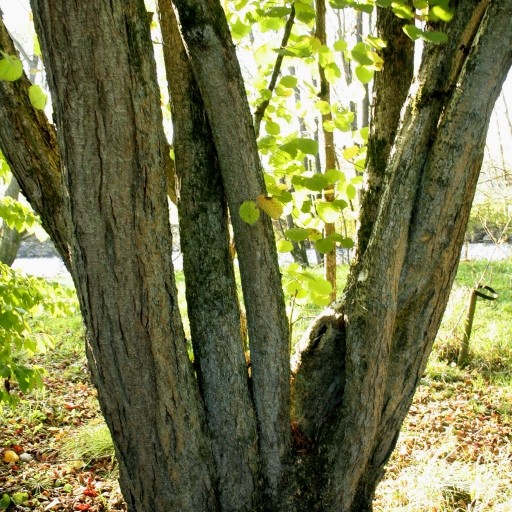 Chinese Filbert (Corylus Chinensis) Plant Care & How to Grow, Water