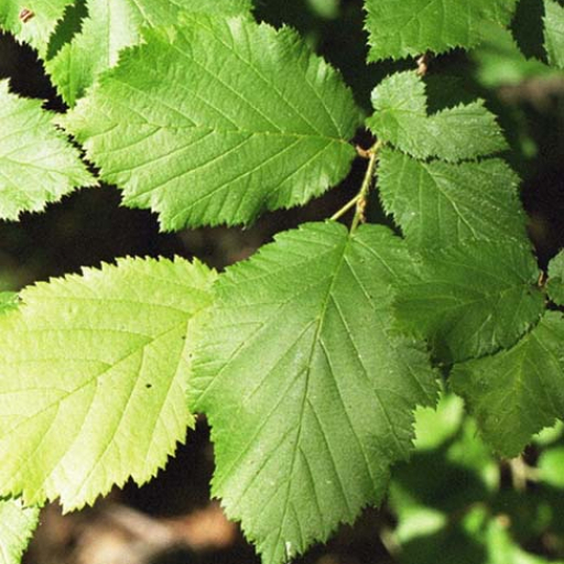 Beaked Hazelnut (Corylus Cornuta) Plant Care & How to Grow, Water