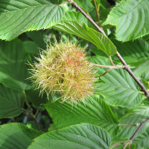 Himalayan Hazel (Corylus Ferox) Plant Care & How to Grow, Water