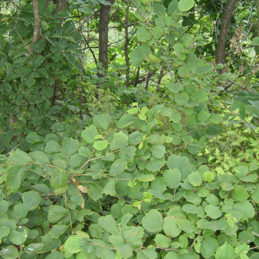 Siberian Hazelnut (Corylus Heterophylla) Plant Care & How to Grow, Water