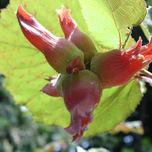 Filbert (Corylus Maxima) Plant Care & How to Grow, Water