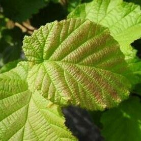 Japanese Filbert (Corylus Sieboldiana) Plant Care & How to Grow, Water