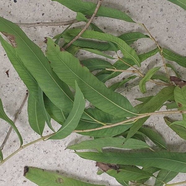 Ghost Gum (Corymbia Bella) Plant Care & How to Grow, Water