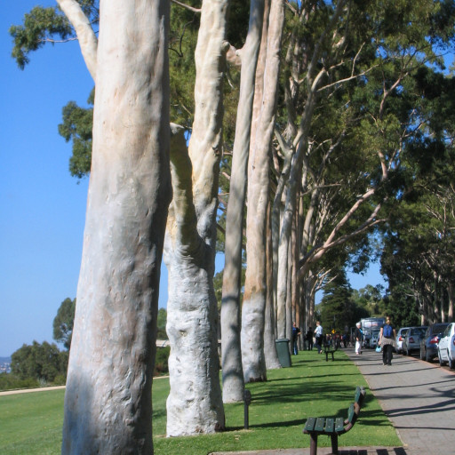 Lemonscented Gum (Corymbia Citriodora) Plant Care & How to Grow, Water