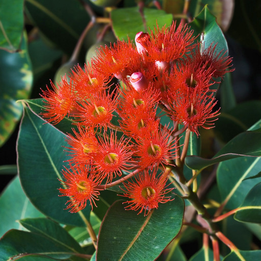 Red Flowering Gum (Corymbia Ficifolia) Plant Care & How to Grow, Water