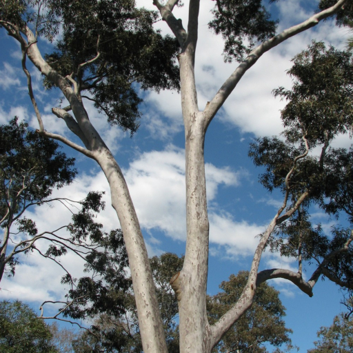 Spotted Gum (Corymbia Maculata) Plant Care & How to Grow, Water