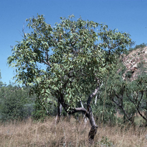 Spring-Bloodwood (Corymbia Ptychocarpa) Plant Care & How to Grow, Water