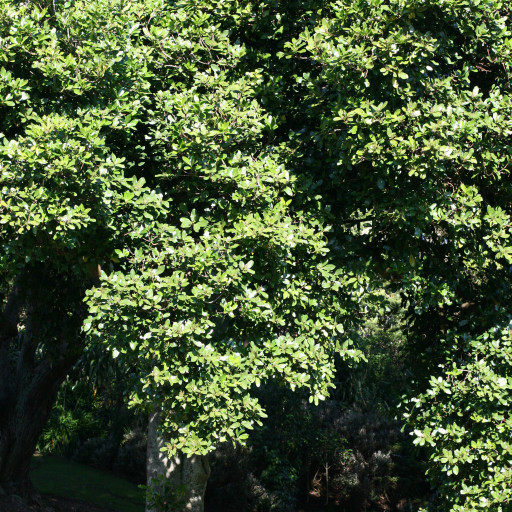 Karaka (Corynocarpus Laevigatus) Plant Care & How to Grow, Water