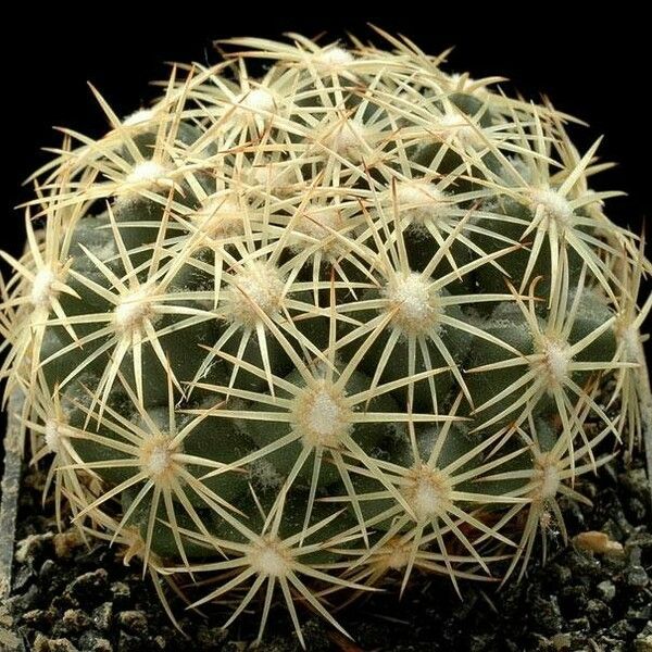 Coryphantha Compacta Care Guide: Water, Soil & Propagation - Plantiary