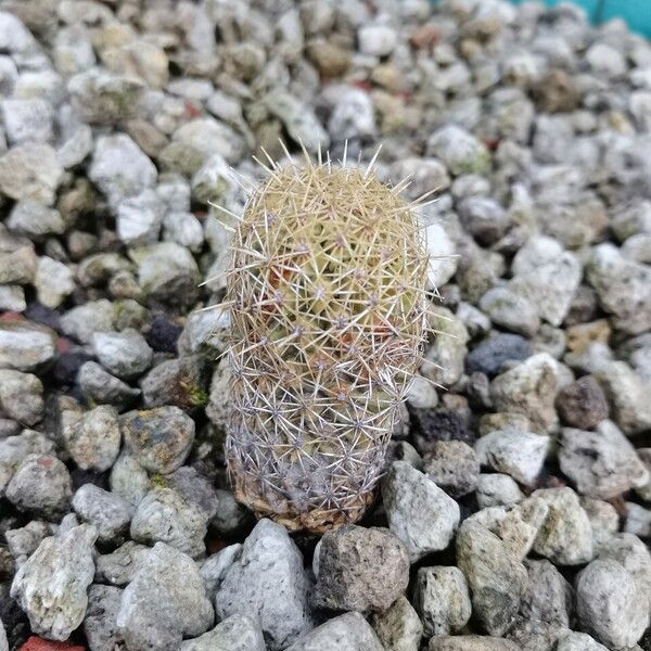 Beehive Cactus (Coryphantha Erecta) Plant Care & How to Grow, Water