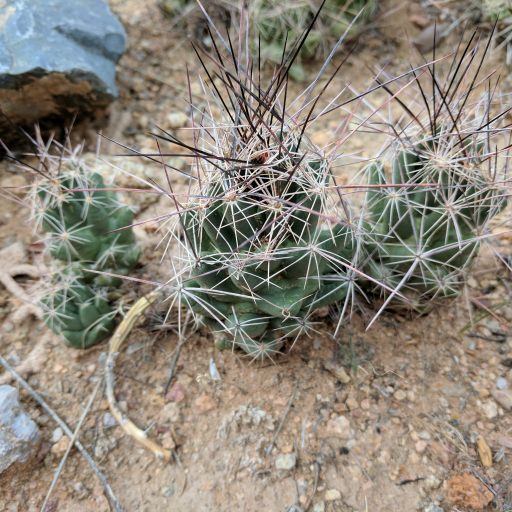 Coryphantha Macromeris Plant Care & How to Grow, Water
