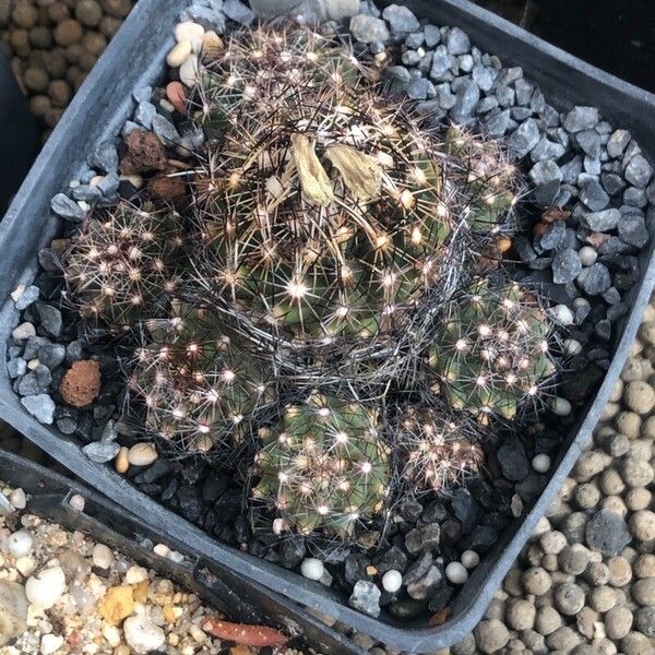 Coryphantha Neglecta Plant Care & How to Grow, Water