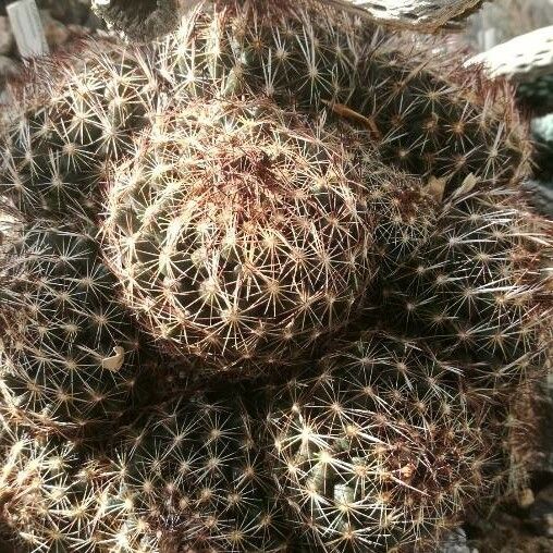 Nickels' Cactus (Coryphantha Nickelsiae) Care Guide: Water, Soil ...
