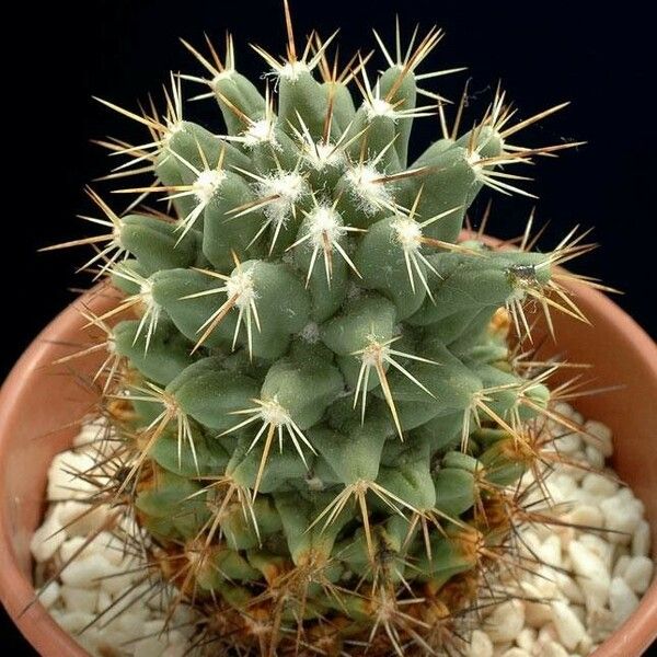 Coryphantha Octacantha Care Guide: Water, Soil & Propagation - Plantiary