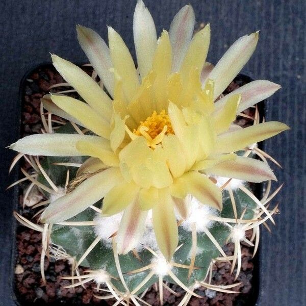 Coryphantha Ottonis Plant Care & How to Grow, Water