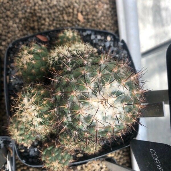Coryphantha Pallida Care Guide: Water, Soil & Propagation - Plantiary