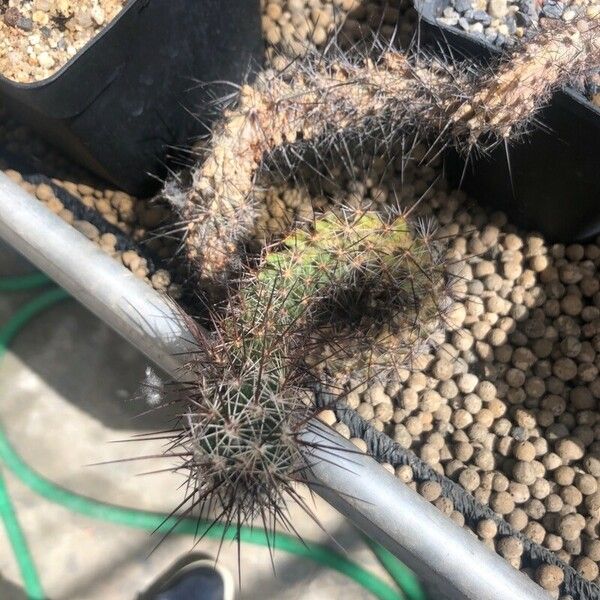 Coryphantha Pulleineana Care Guide: Water, Soil & Propagation - Plantiary