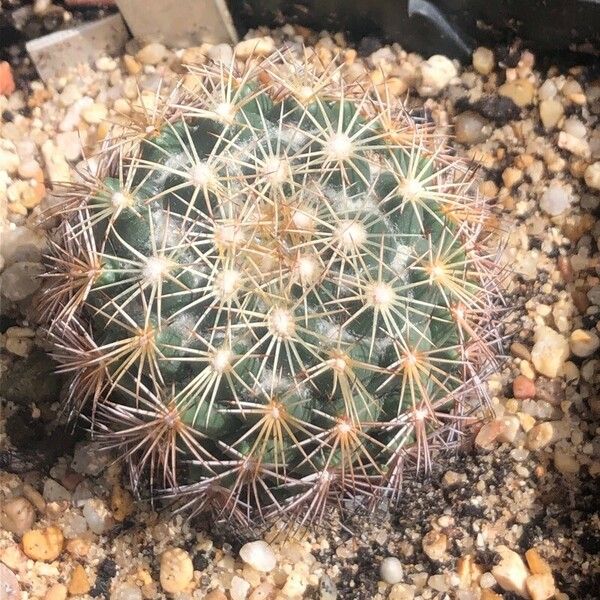 Coryphantha Retusa Plant Care & How to Grow, Water