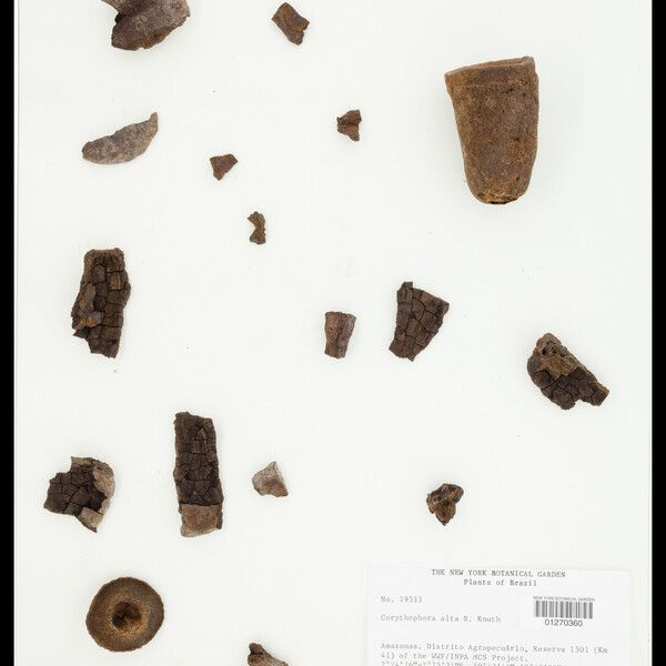 Corythophora Alta Plant Care & How to Grow, Water