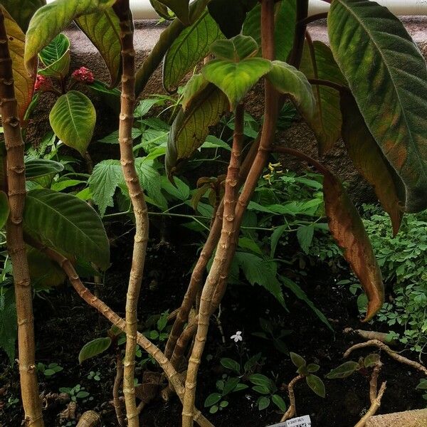 Corytoplectus Capitatus Care Guide: Water, Soil & Propagation - Plantiary