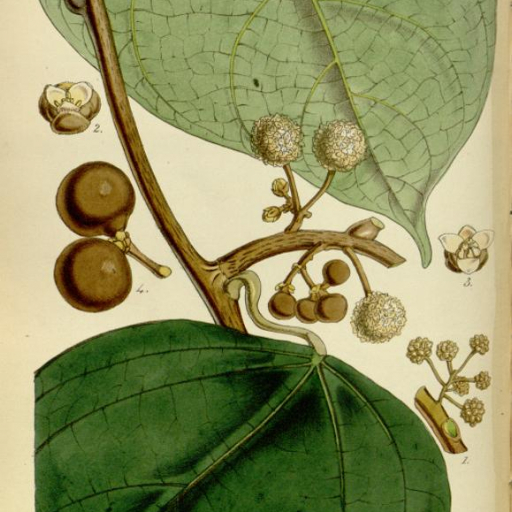 Yellow Vine (Coscinium Fenestratum) Plant Care & How to Grow, Water