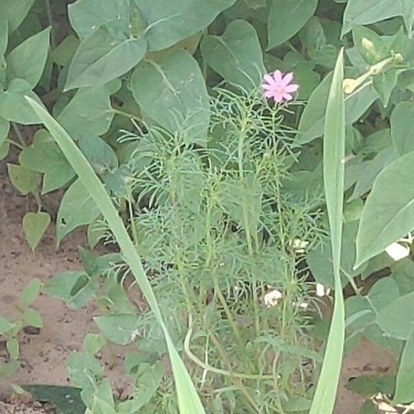 Southwestern Cosmos (Cosmos Parviflorus) Plant Care & How to Grow, Water