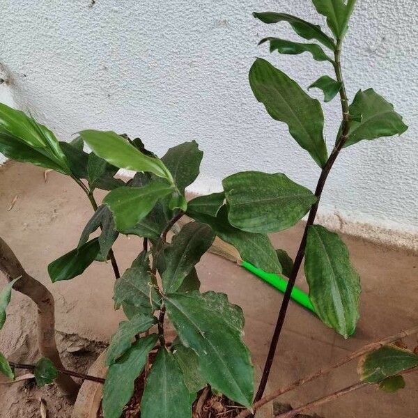 Spiral-Ginger (Costus Afer) Plant Care & How to Grow, Water