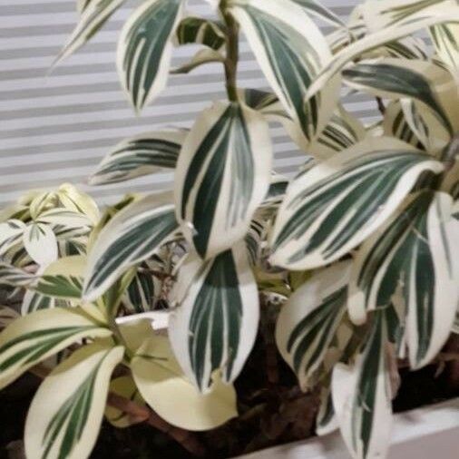 Spiral Ginger (Costus Arabicus) Plant Care & How to Grow, Water