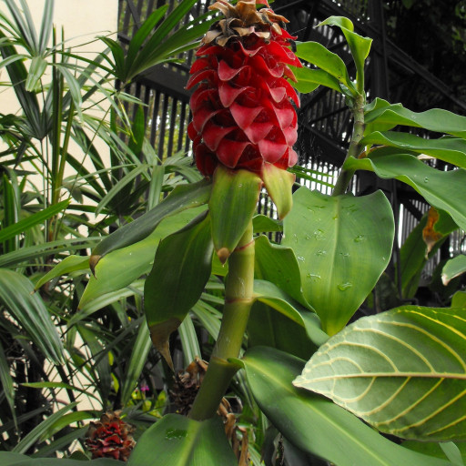 Spiral Ginger (Costus Barbatus) Plant Care & How to Grow, Water