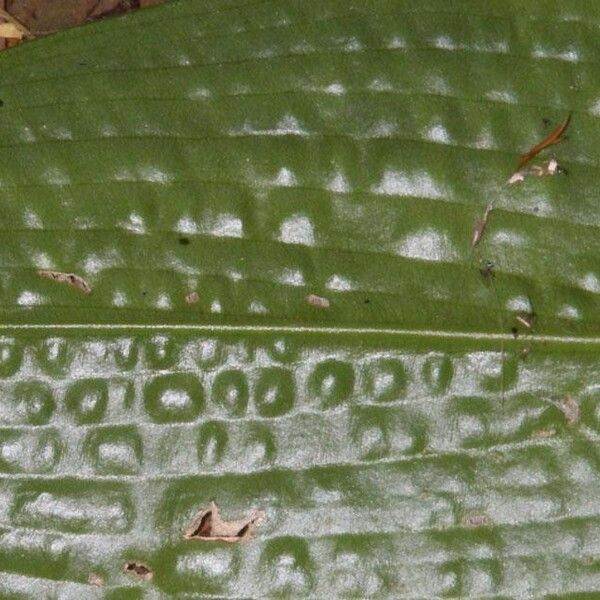 Costus Bracteatus Plant Care & How to Grow, Water