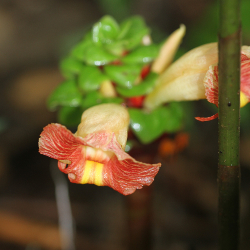 Costus Claviger Care Guide: Water, Soil & Propagation - Plantiary