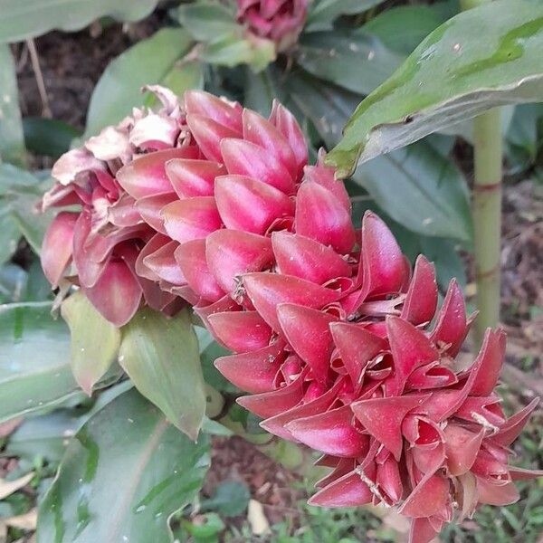 Costus Comosus Plant Care & How to Grow, Water