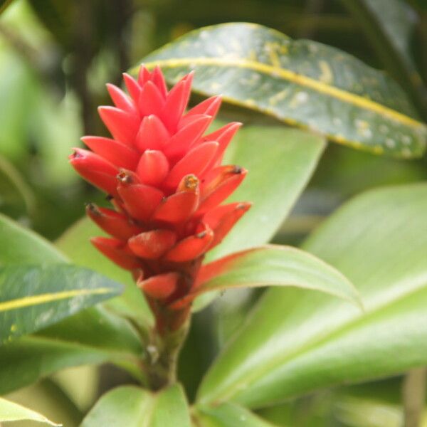Costus Montanus Plant Care & How to Grow, Water