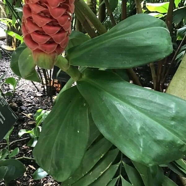 Yellow Trumpet (Costus Nitidus) Plant Care & How to Grow, Water