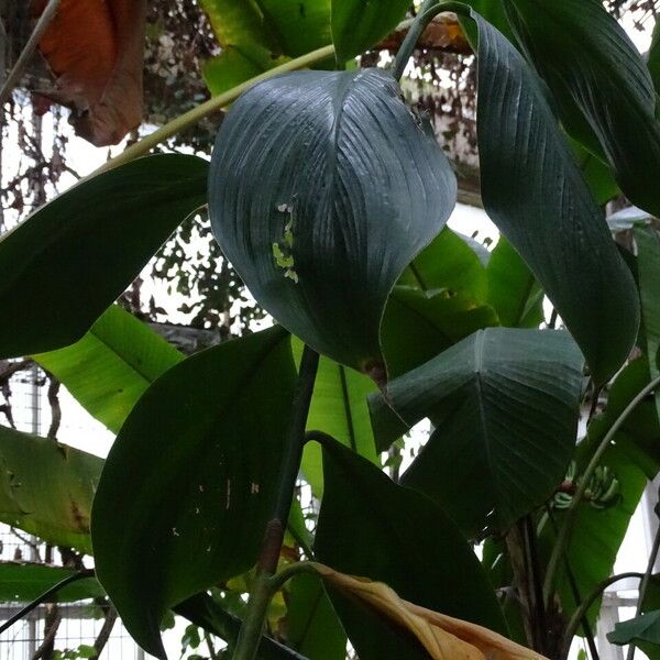 Costus Plicatus Care Guide: Water, Soil & Propagation - Plantiary